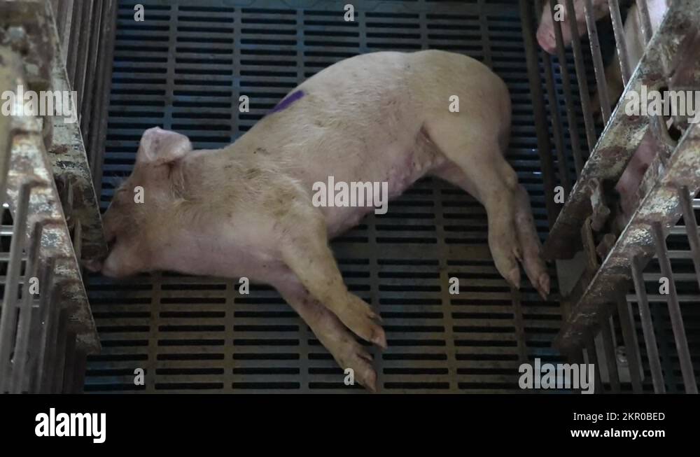 Fever animal Stock Videos & Footage - HD and 4K Video Clips - Alamy