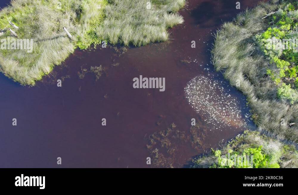 Florida water pollution Stock Videos & Footage - HD and 4K Video Clips ...