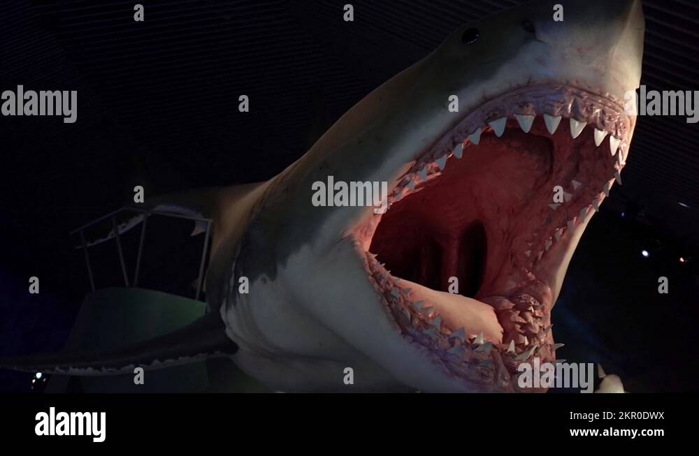 The jaw shark Stock Videos & Footage - HD and 4K Video Clips - Alamy