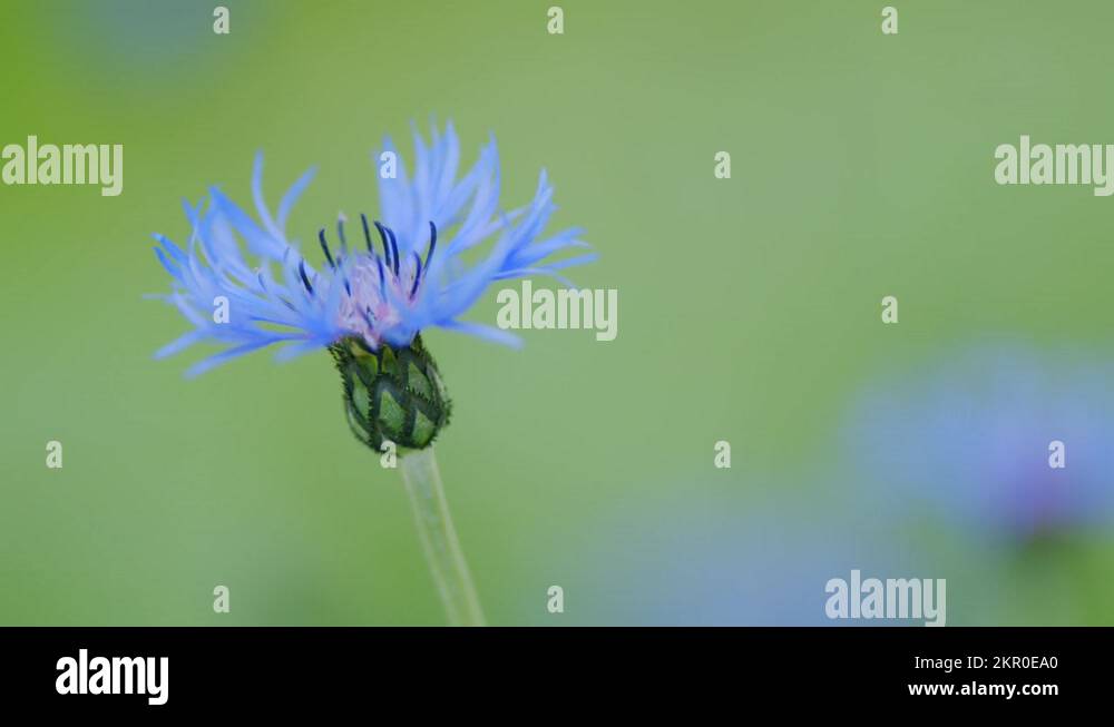 Cornflowers (centaurea) blue Stock Videos & Footage - HD and 4K Video ...