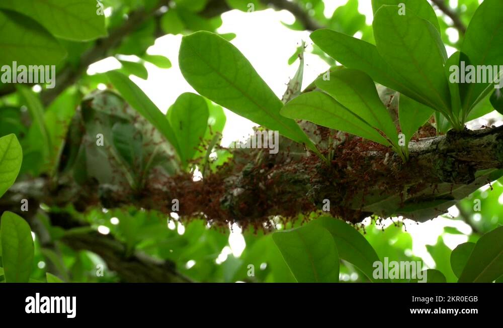 Fire ant nest Stock Videos & Footage - HD and 4K Video Clips - Alamy