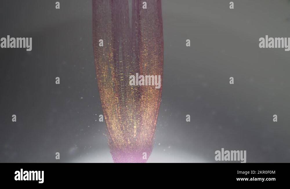 Longitudinal section cut of root tip of plant under the microscope ...