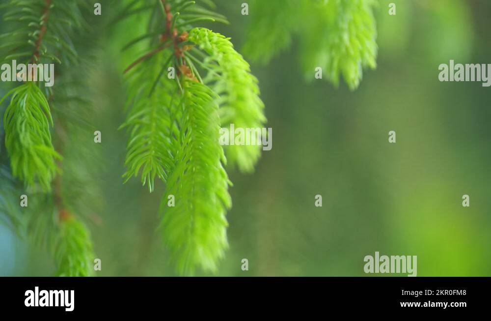 Sunlight on evergreen trees Stock Videos & Footage - HD and 4K Video ...