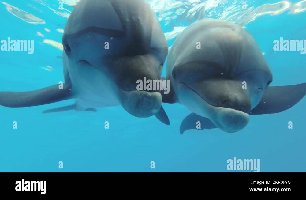 Dolphin couple bottlenose Stock Videos & Footage - HD and 4K Video ...