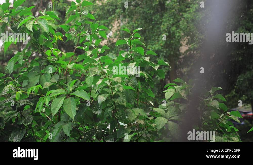 Green dense bushes in heavy rain, a plant in the yard through which ...