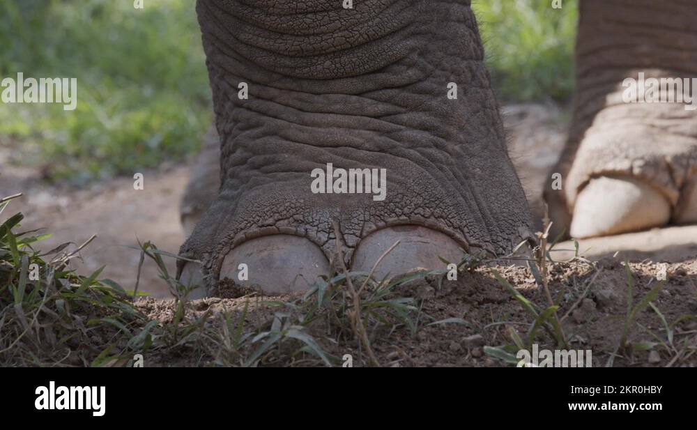 Elephant feet zoo Stock Videos & Footage - HD and 4K Video Clips - Alamy