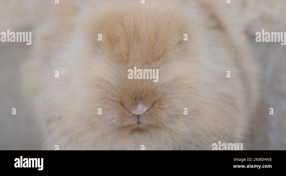 Rabbit nose Stock Videos & Footage - HD and 4K Video Clips - Alamy