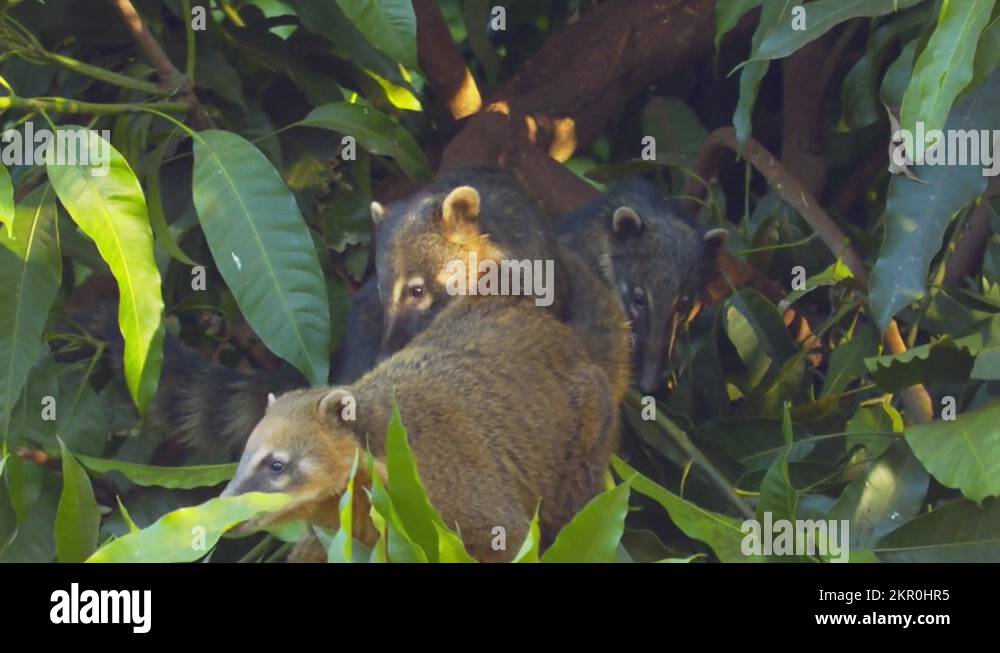 a group or band of female and pups of the ring-tailed coati sitting on ...