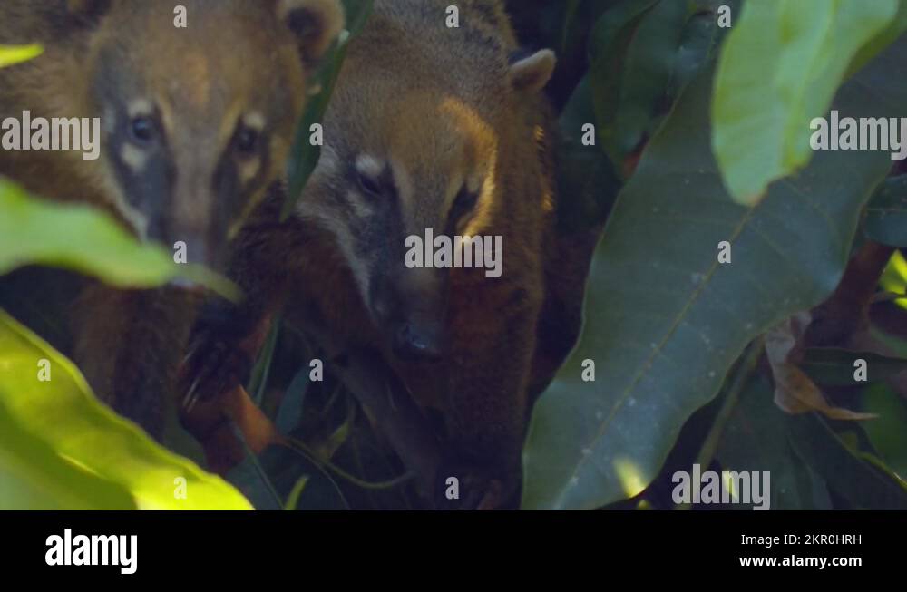 Ring tail coatis Stock Videos & Footage - HD and 4K Video Clips - Alamy