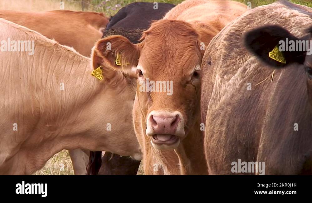 Contented farm animals Stock Videos & Footage - HD and 4K Video Clips ...