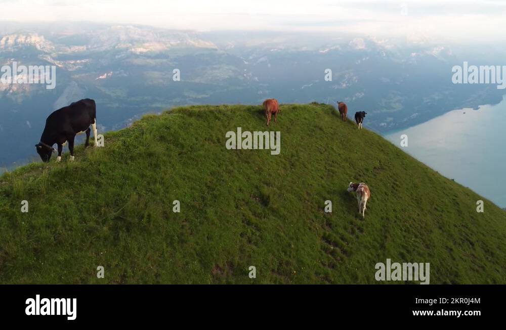 Rotating aerial view of cows grazing on top of a mountain in ...