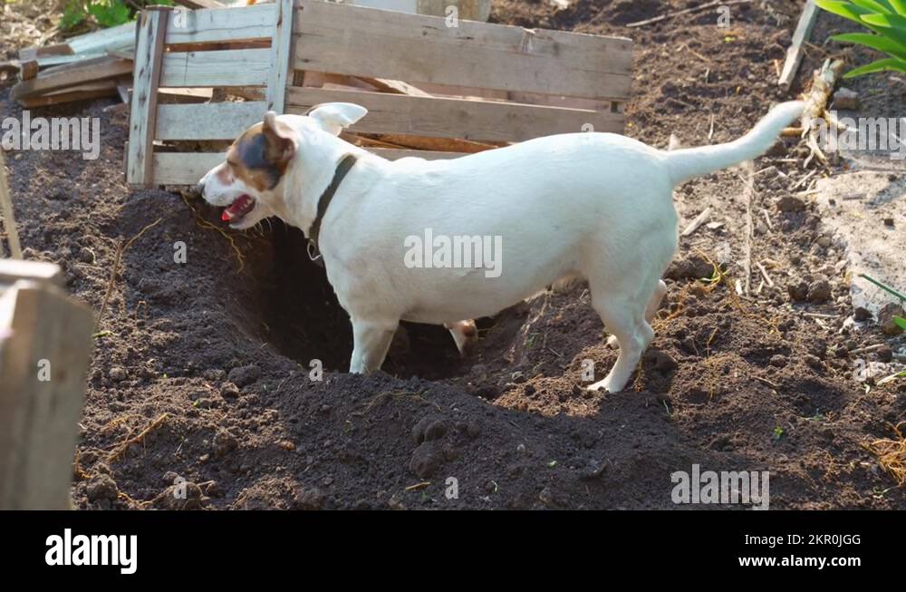Pest garden pest Stock Videos & Footage - HD and 4K Video Clips - Alamy