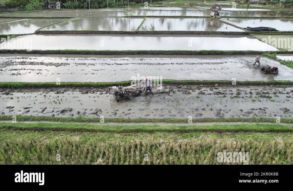 Watered rice field Stock Videos & Footage - HD and 4K Video Clips - Alamy