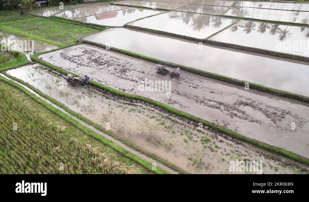 Waterfilled rice field Stock Videos & Footage - HD and 4K Video Clips ...