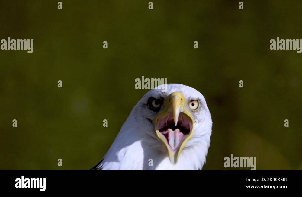 Raptor screaming eagle Stock Videos & Footage - HD and 4K Video Clips ...