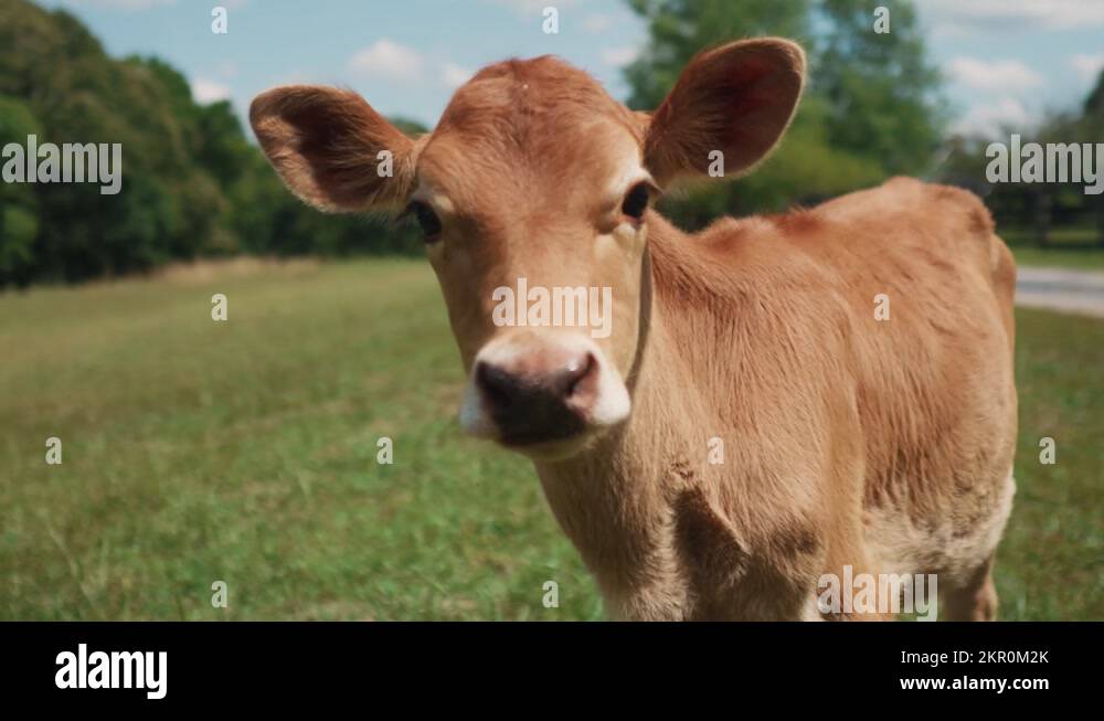 Cattle breeding farm Stock Videos & Footage - HD and 4K Video Clips - Alamy