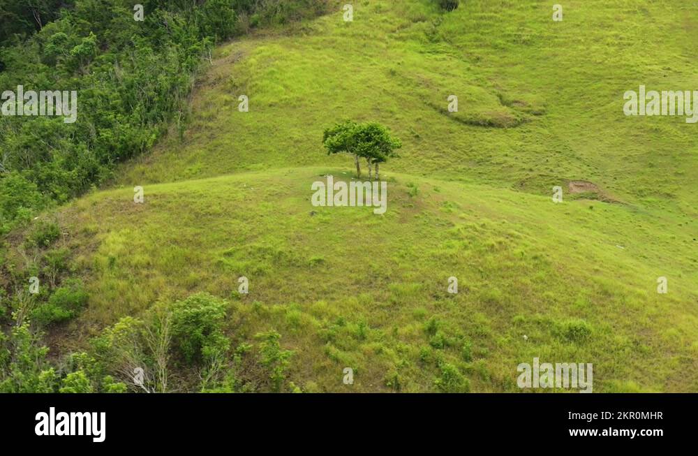 Tree Growing On A Hilltop - Scenic Nature In Tomas Oppus, Southern ...