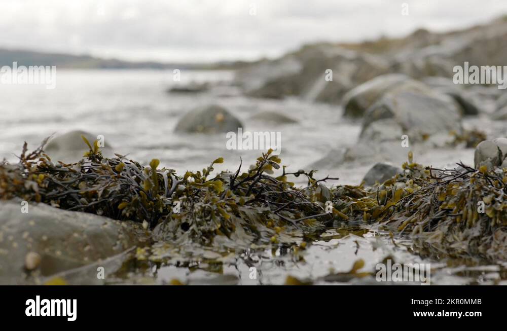 Ebb and flow Stock Videos & Footage - HD and 4K Video Clips - Alamy