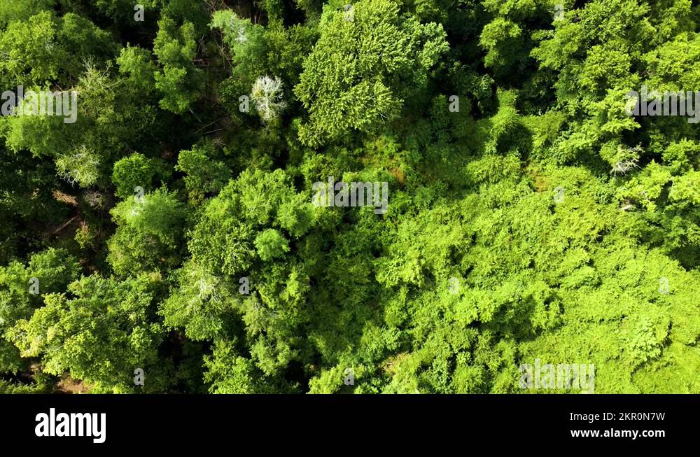 Swamp hunters Stock Videos & Footage - HD and 4K Video Clips - Alamy