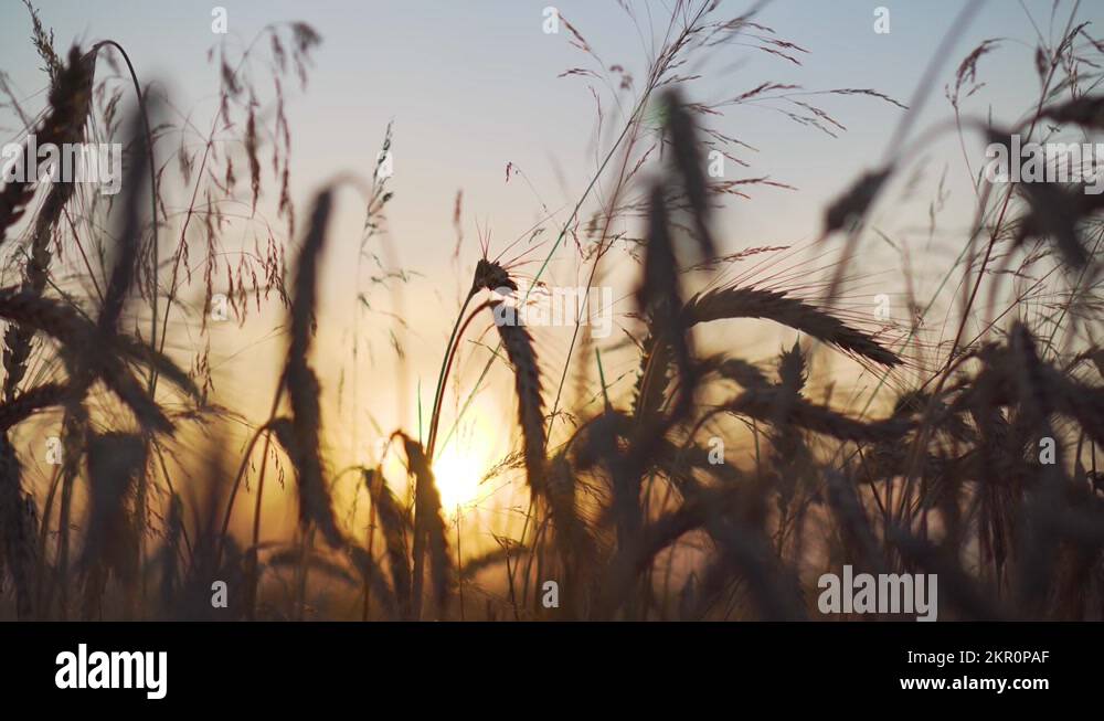 Growing barley malt Stock Videos & Footage - HD and 4K Video Clips - Alamy