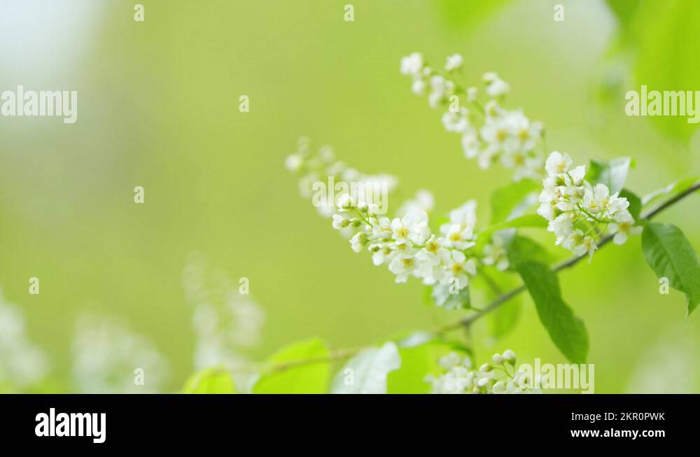 A plant of the family of the rose family rosaceae Stock Videos ...