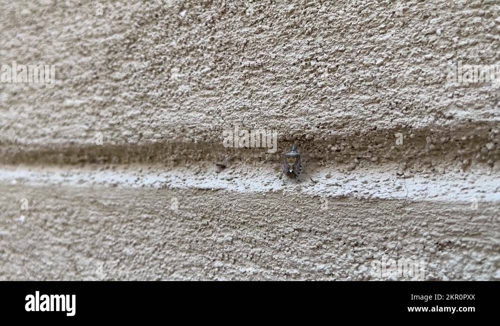 Bug crawling Stock Videos & Footage - HD and 4K Video Clips - Alamy