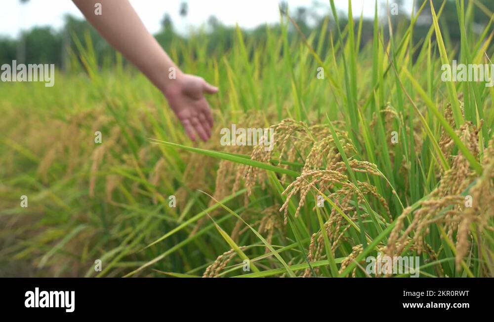 Cinematic hand sliding across cultivated rice crops, beautiful golden ...