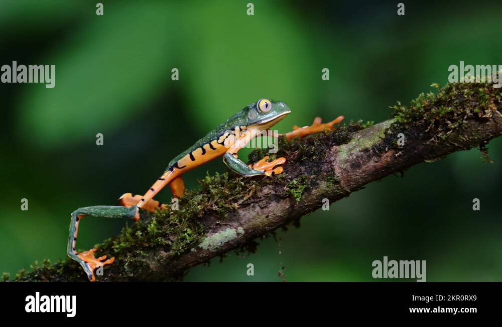 Rainforest animals in costa rica Stock Videos & Footage - HD and 4K ...