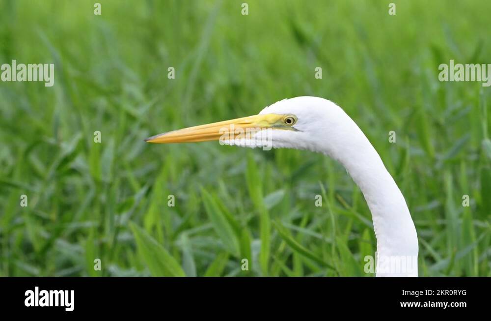 Ardea alba portrait Stock Videos & Footage - HD and 4K Video Clips - Alamy
