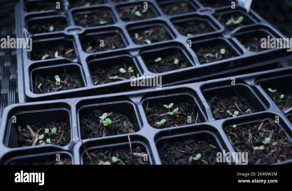 Plastic plant cells Stock Videos & Footage - HD and 4K Video Clips - Alamy