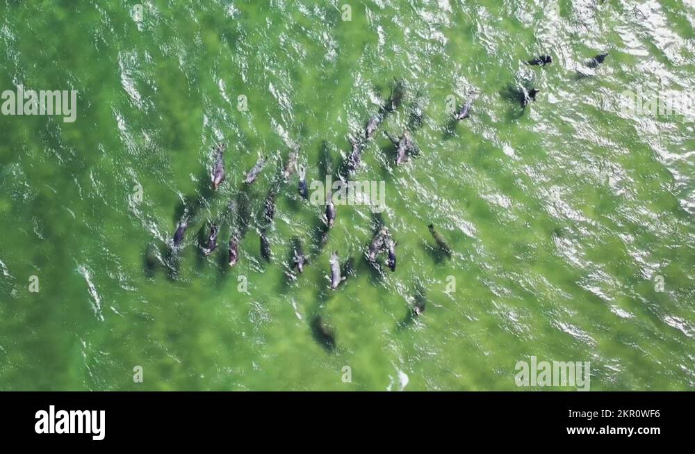 Grey seals fish Stock Videos & Footage - HD and 4K Video Clips - Alamy