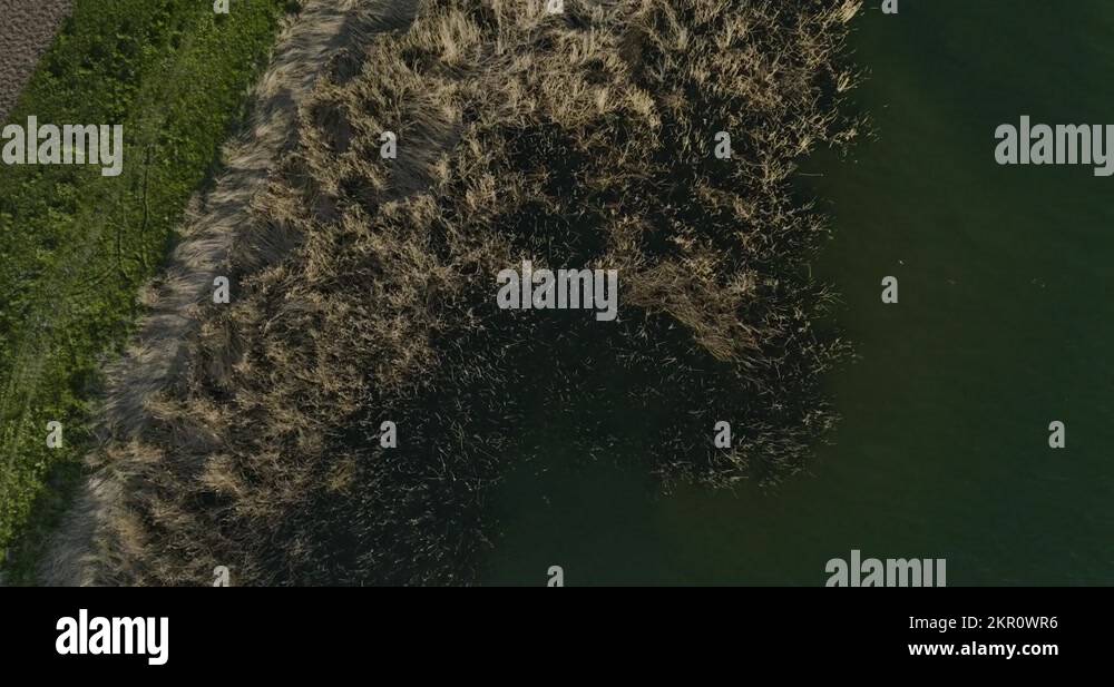 Study birdwatching Stock Videos & Footage - HD and 4K Video Clips - Alamy