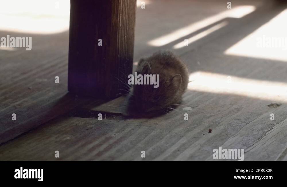 Sitting on mouse Stock Videos & Footage - HD and 4K Video Clips - Alamy