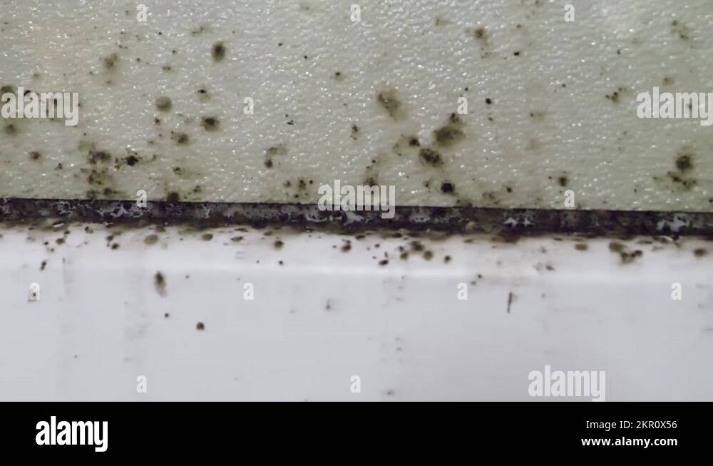 Disgusting mold on Stock Videos & Footage - HD and 4K Video Clips - Alamy