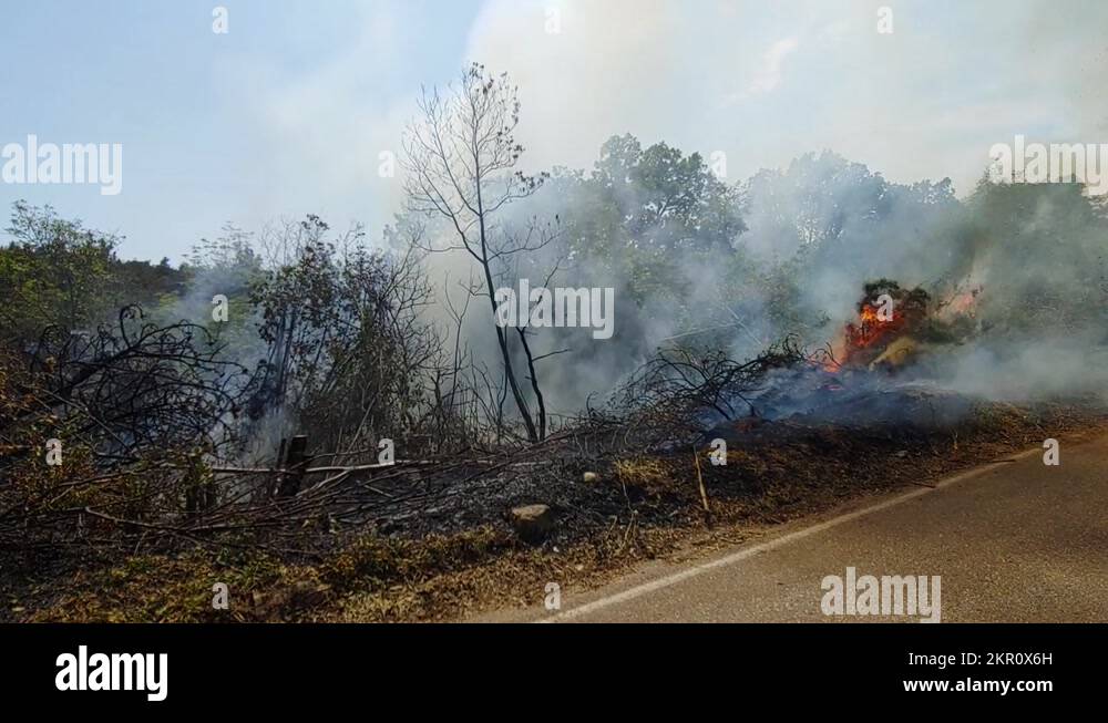 Forest fire burning on side of the road. Bushfire in extreme drought ...