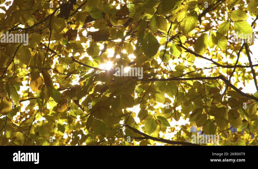 Sunbeam in shades Stock Videos & Footage - HD and 4K Video Clips - Alamy