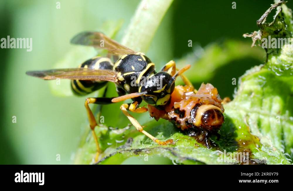 Wasp eats a worm in 4K VIDEO. Close-up of insect pest and his natural ...