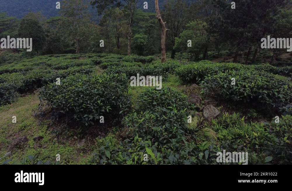 Tea plantation and western ghats mountain range, Ponmudi hill station ...