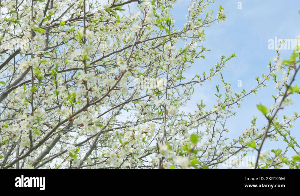 Beautiful cherry tree flowers in spring. White bloom of a cherry tree ...