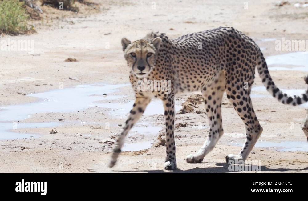 Native south african fauna Stock Videos & Footage - HD and 4K Video ...