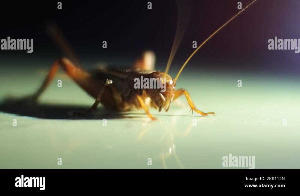 House insects Stock Videos & Footage - HD and 4K Video Clips - Alamy