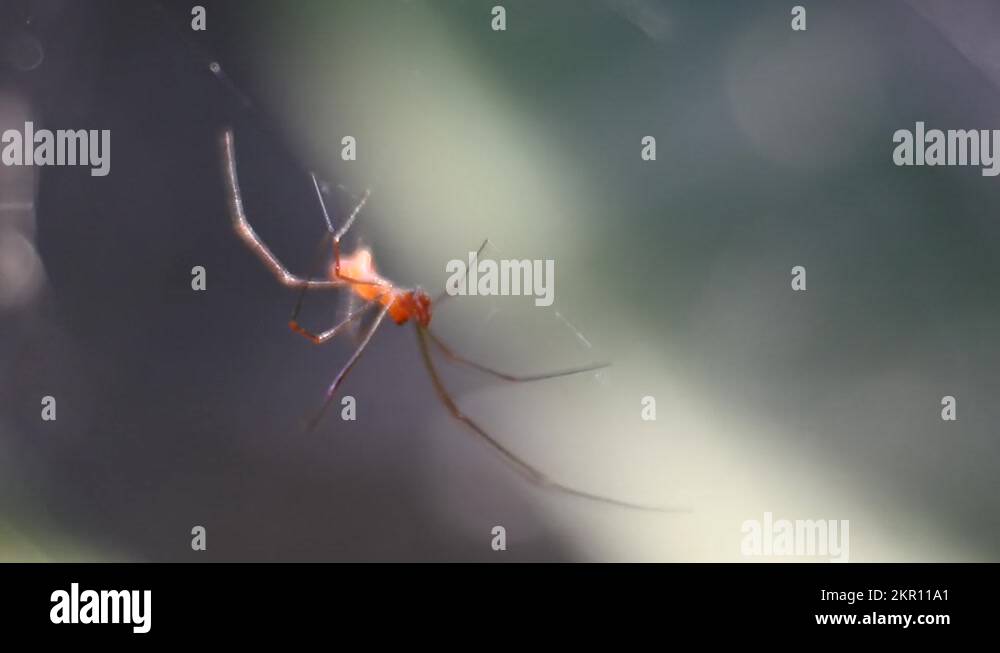 The orb and cross Stock Videos & Footage - HD and 4K Video Clips - Alamy