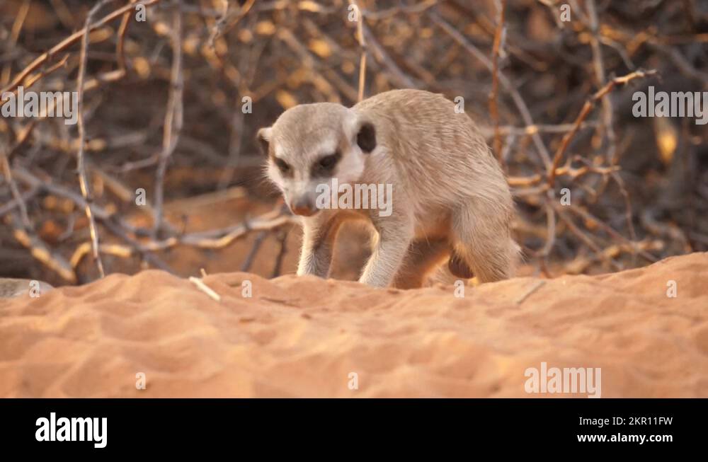 Kalahari desert food Stock Videos & Footage - HD and 4K Video Clips - Alamy
