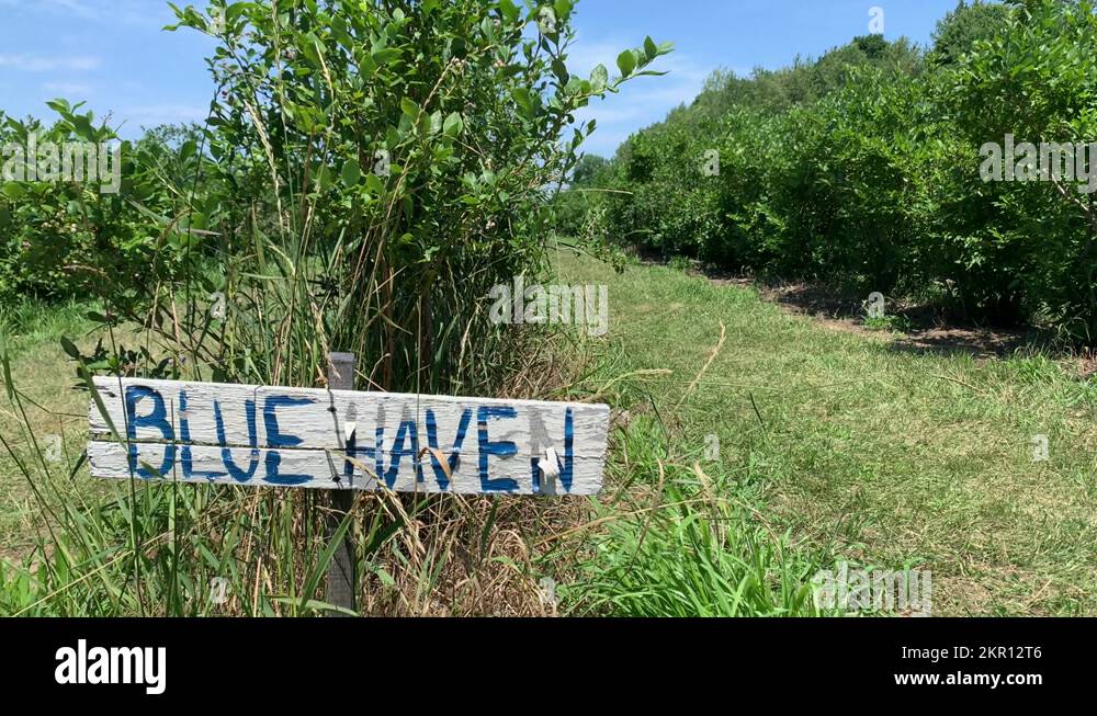 Bush farm orchard Stock Videos & Footage - HD and 4K Video Clips - Alamy