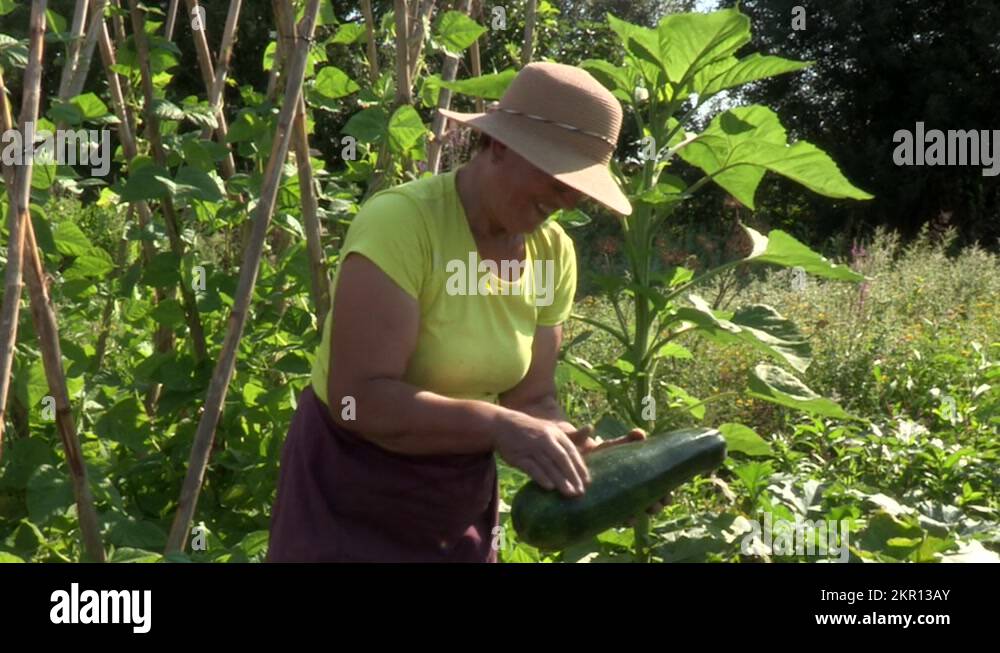 Large courgette plant Stock Videos & Footage - HD and 4K Video Clips ...