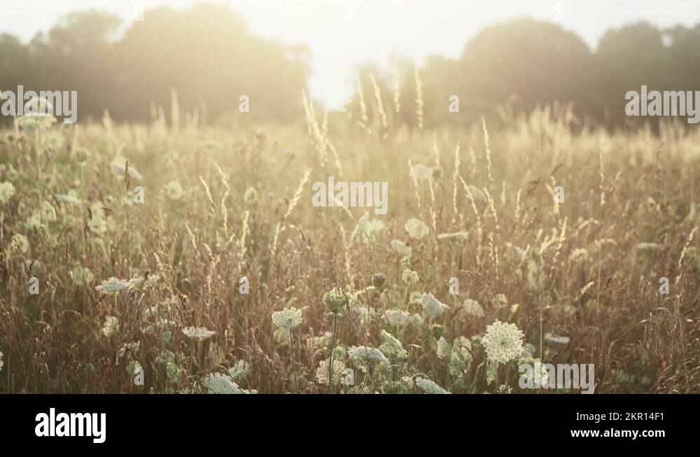 Sunlit field of wildflowers Stock Videos & Footage - HD and 4K Video ...