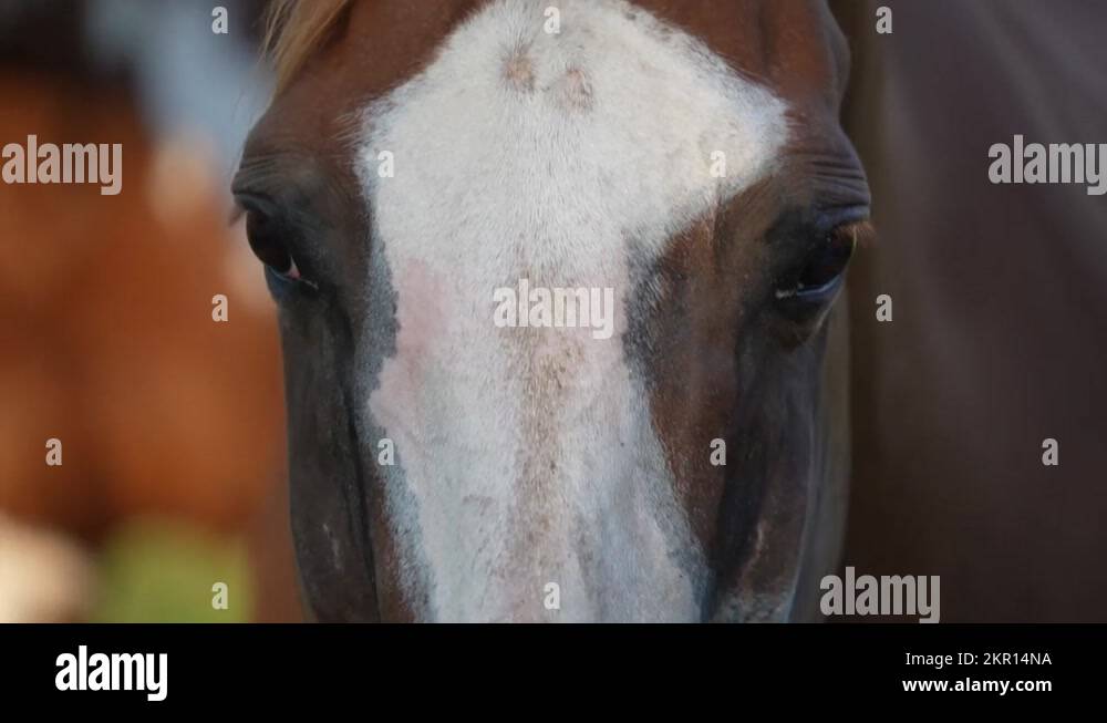 Chestnut and white horse face Stock Videos & Footage - HD and 4K Video ...