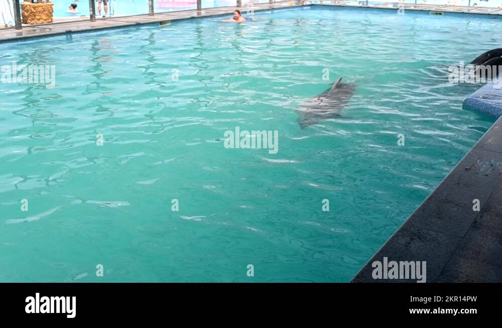 Dolphin therapy Stock Videos & Footage - HD and 4K Video Clips - Alamy