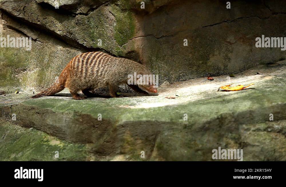 The Banded Mongoose (Mungos Mungo) Playing, Foraging, Hiding, Sleeping ...