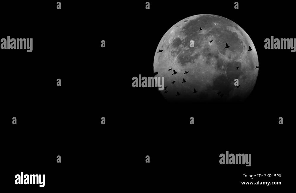 Birds with moon Stock Videos & Footage - HD and 4K Video Clips - Alamy